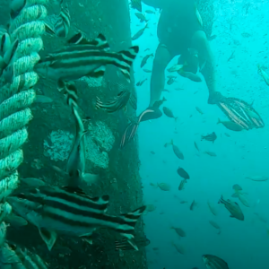 About – The Seasteading Institute